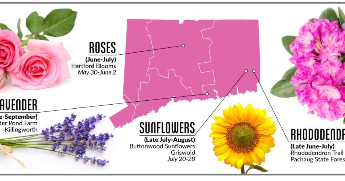 Connecticut's Summer Blossom Finder | CTvisit